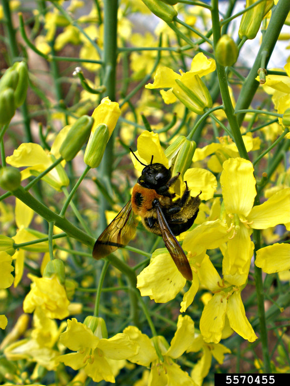 carpenter bee (Xylocopa virginica (Linnaeus))