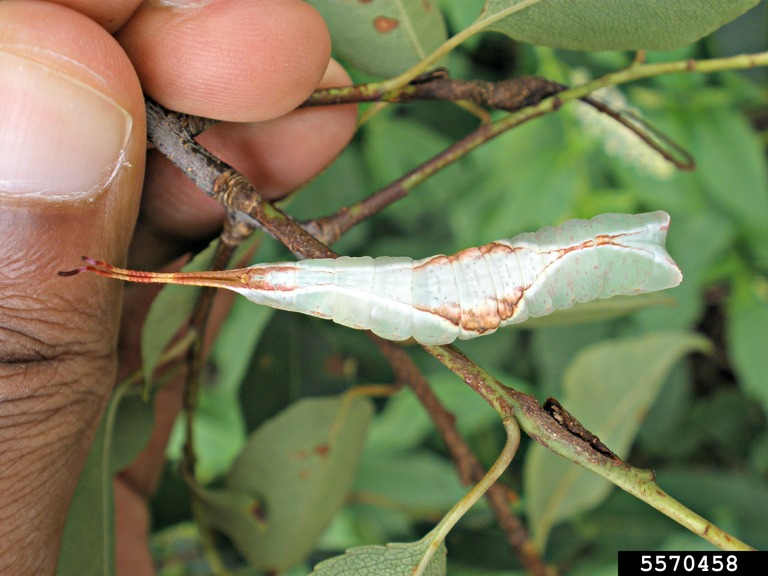 white furcula (Furcula borealis ) on black cherry (Prunus serotina ...