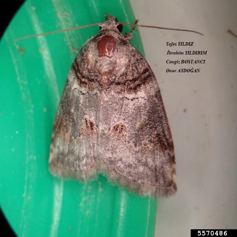 Asian walnut moth (Garella musculana)