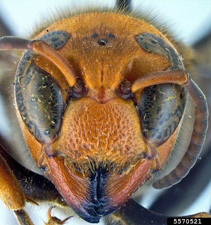 yellow-vented hornet (Vespa analis Fabricius, 1775)