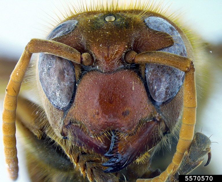 black-bellied hornet (Vespa basalis)
