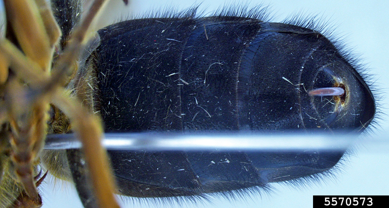 black-bellied hornet (Vespa basalis)