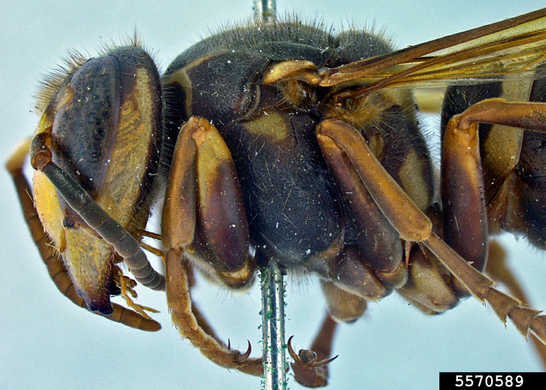 bellicosa hornet (Vespa bellicosa Saussure, 1854)