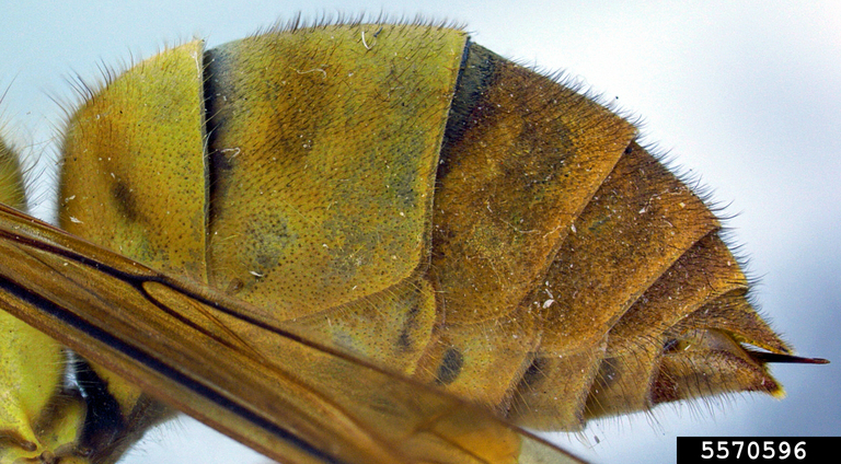 black shield hornet (Vespa bicolor)