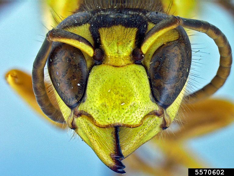 black shield hornet (Vespa bicolor)