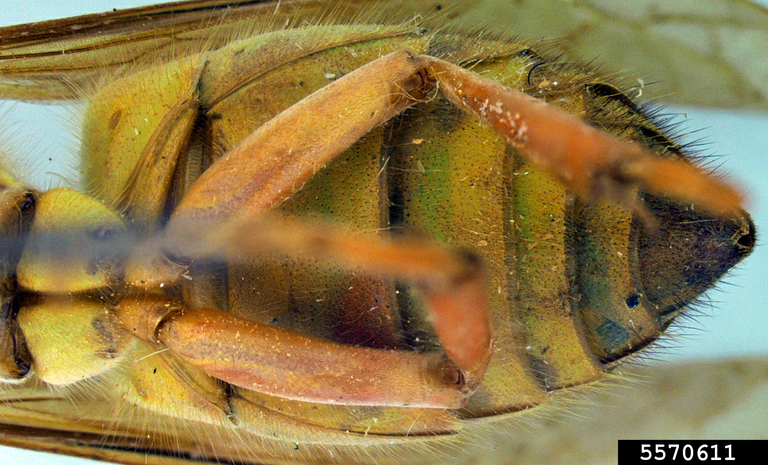black shield hornet (Vespa bicolor Fabricius, 1787)