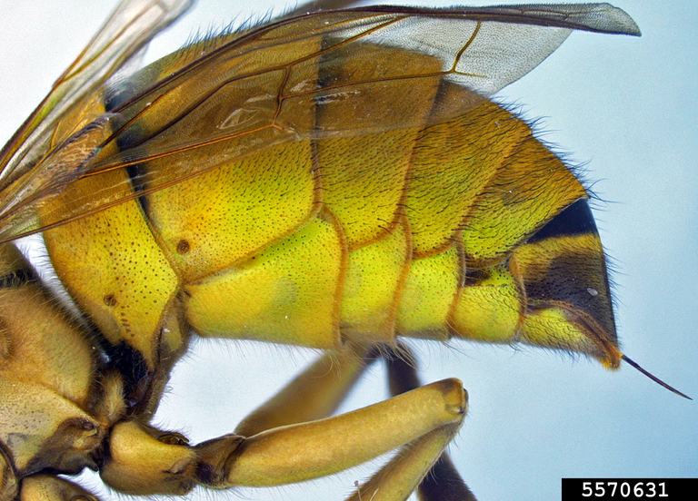 black shield hornet (Vespa bicolor Fabricius, 1787)