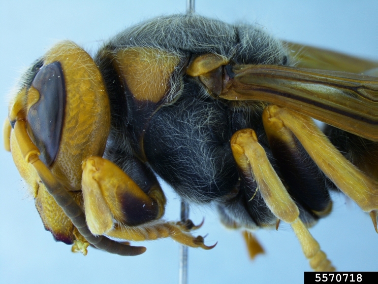 European hornet (Vespa crabro Linnaeus)