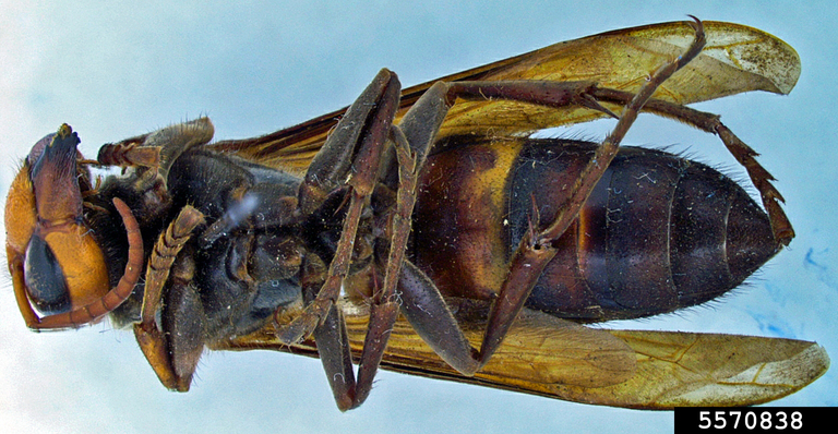 black-tailed hornet (Vespa ducalis Smith, 1852)