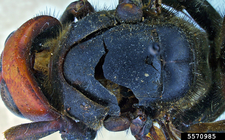 northern giant hornet (formerly Asian giant hornet) (Vespa mandarinia ...