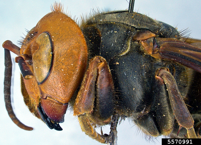 northern giant hornet (formerly Asian giant hornet) (Vespa mandarinia ...