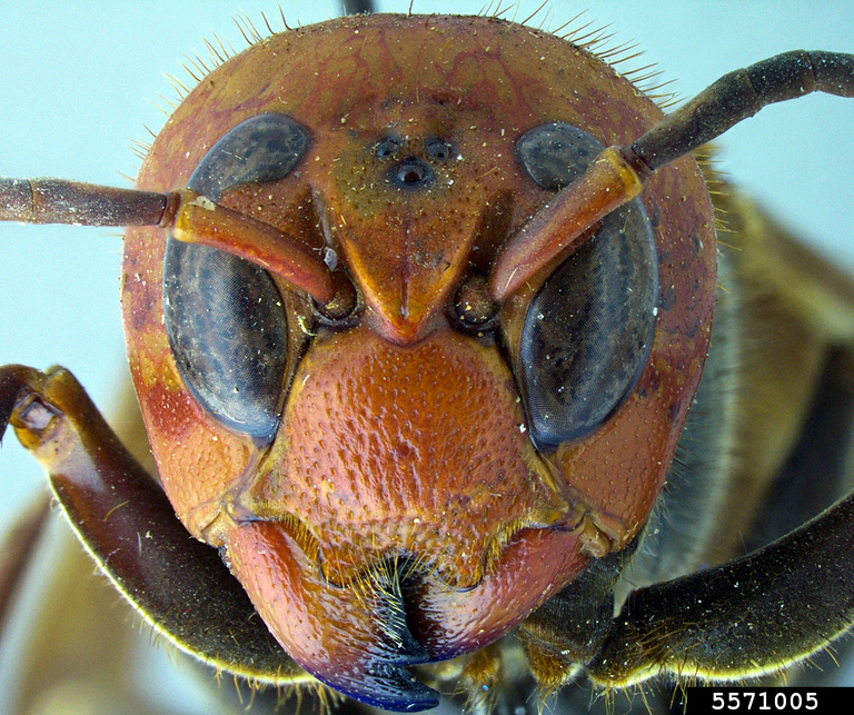 northern giant hornet (formerly Asian giant hornet) (Vespa mandarinia)