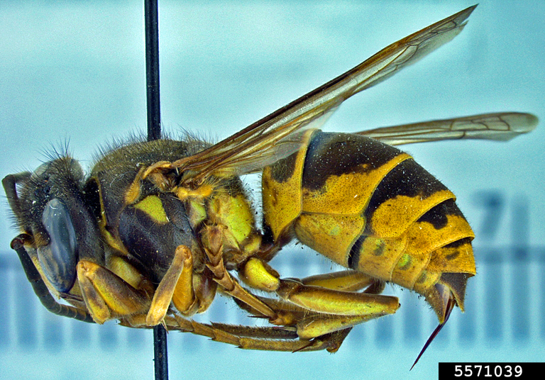 hornet (Vespa multimaculata Perez, 1910)