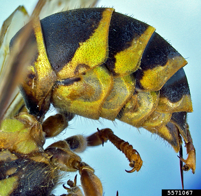 hornet (Vespa multimaculata)