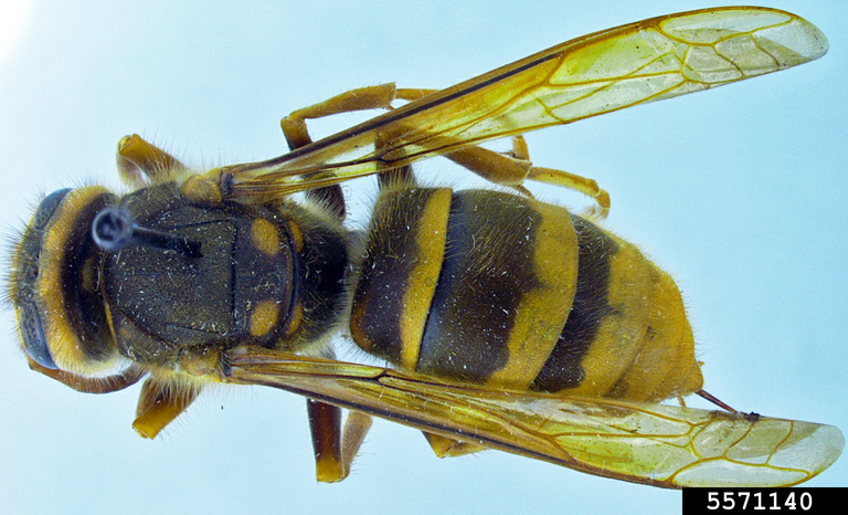 yellow hornet (Vespa simillima Smith, 1868)