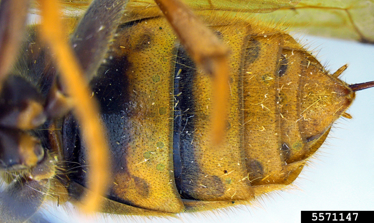 yellow hornet (Vespa simillima Smith, 1868)