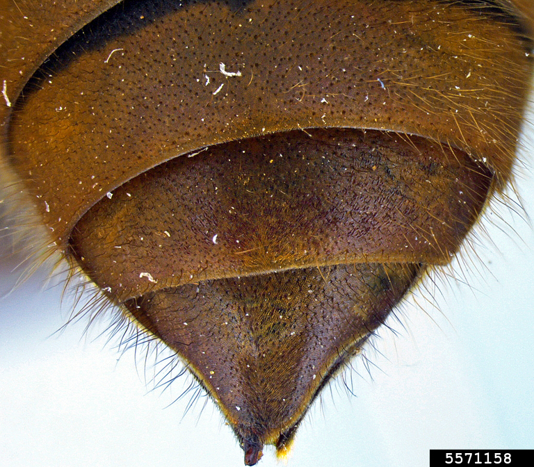 yellow hornet (Vespa simillima Smith, 1868)