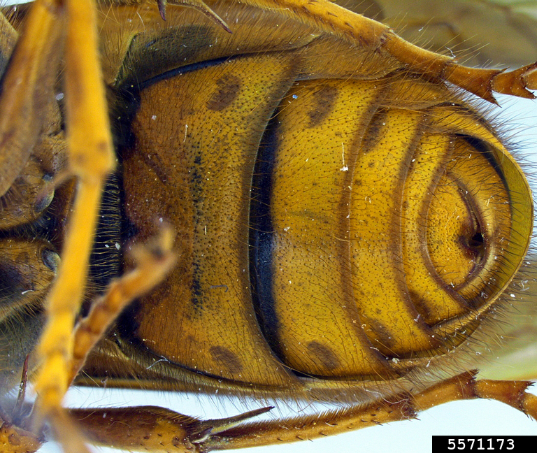 yellow hornet (Vespa simillima Smith, 1868)