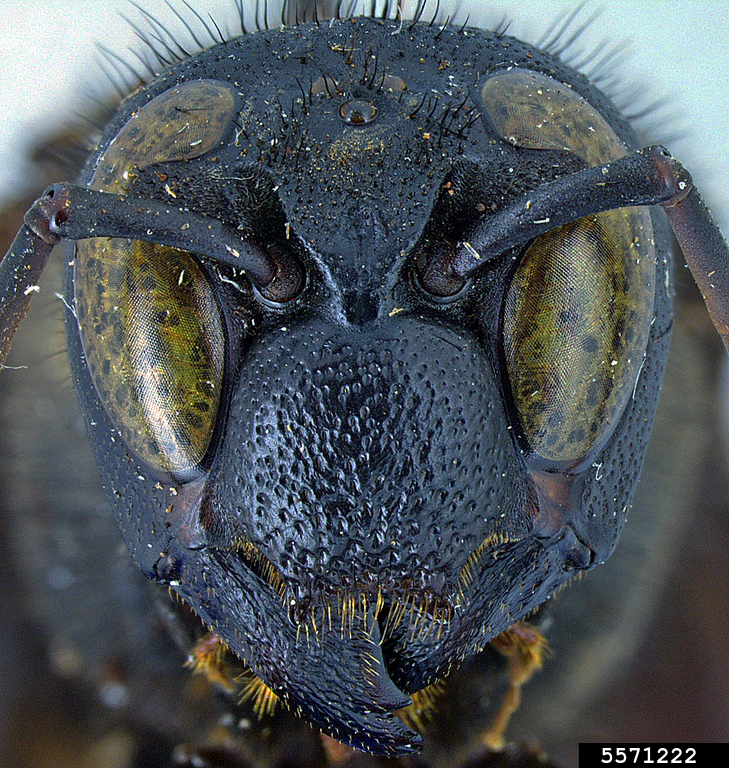 greater banded hornet (Vespa tropica (Linnaeus, 1758))