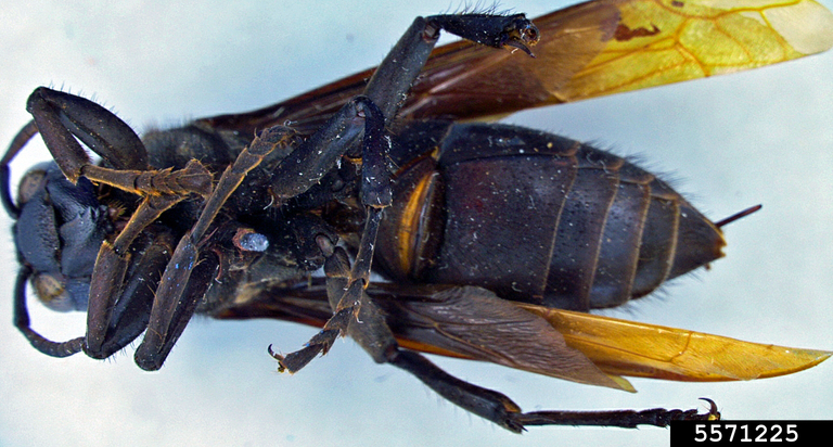 greater banded hornet (Vespa tropica (Linnaeus, 1758))