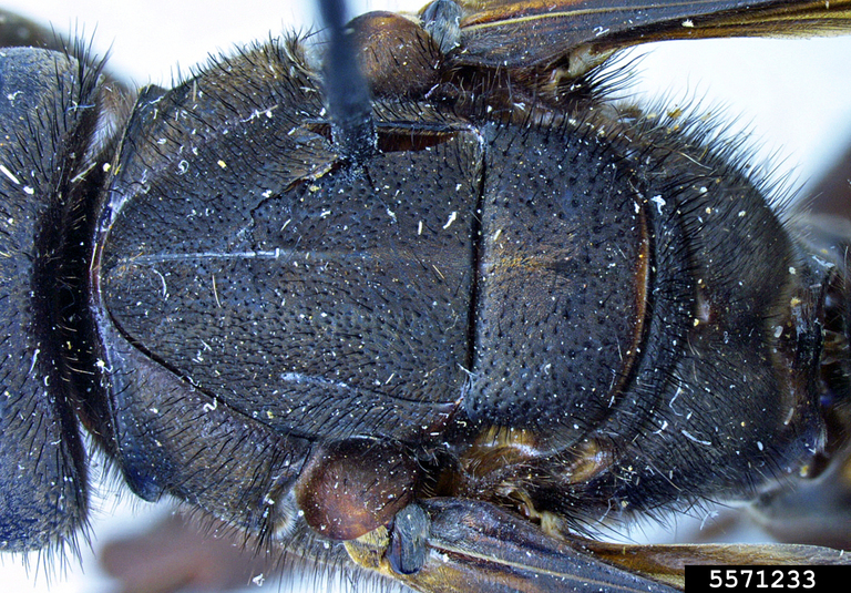 greater banded hornet (Vespa tropica (Linnaeus, 1758))