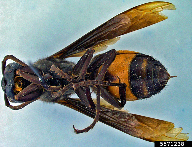 greater banded hornet (Vespa tropica (Linnaeus, 1758))