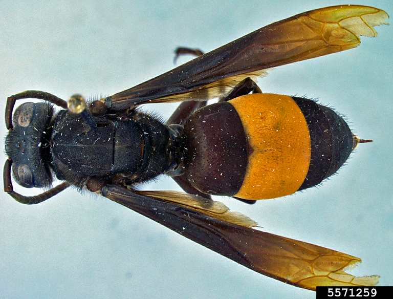 greater banded hornet (Vespa tropica (Linnaeus, 1758))