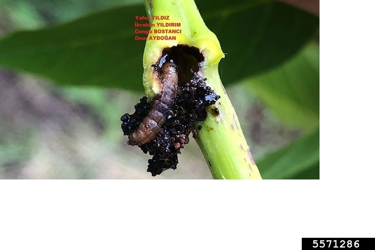 Asian walnut moth (Garella musculana)