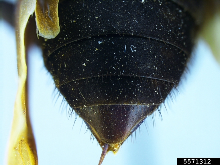 greater banded hornet (Vespa tropica)