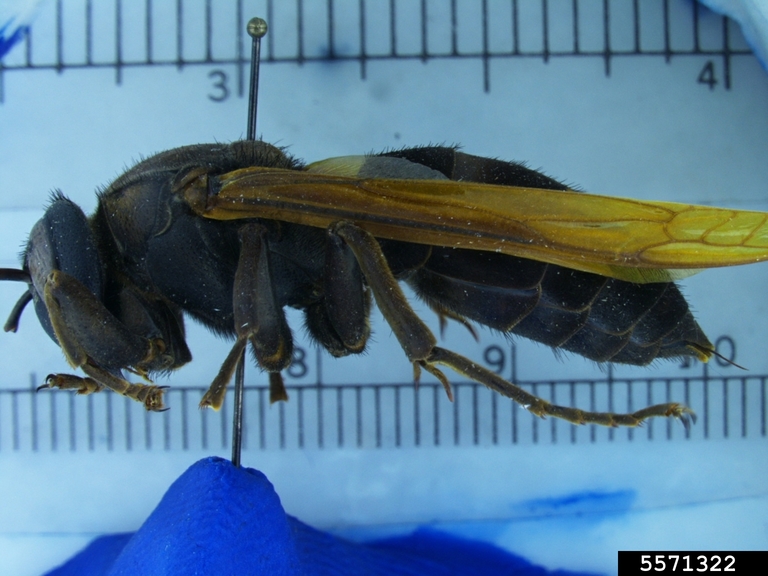 greater banded hornet (Vespa tropica (Linnaeus, 1758))