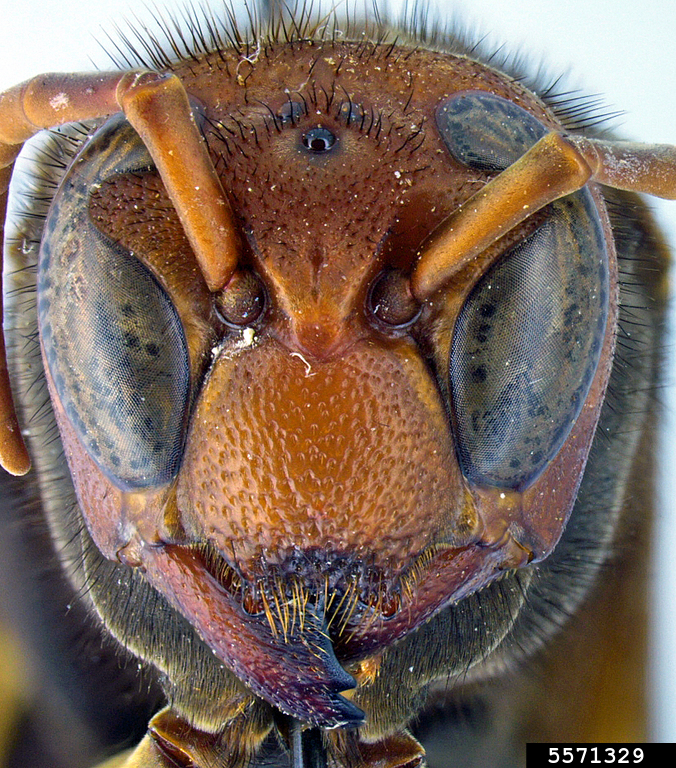 greater banded hornet (Vespa tropica)