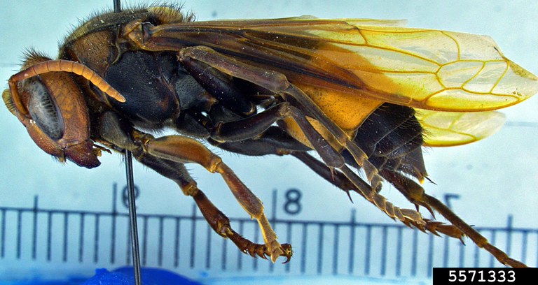 greater banded hornet (Vespa tropica (Linnaeus, 1758))