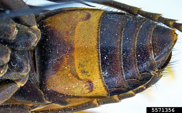 greater banded hornet (Vespa tropica (Linnaeus, 1758))