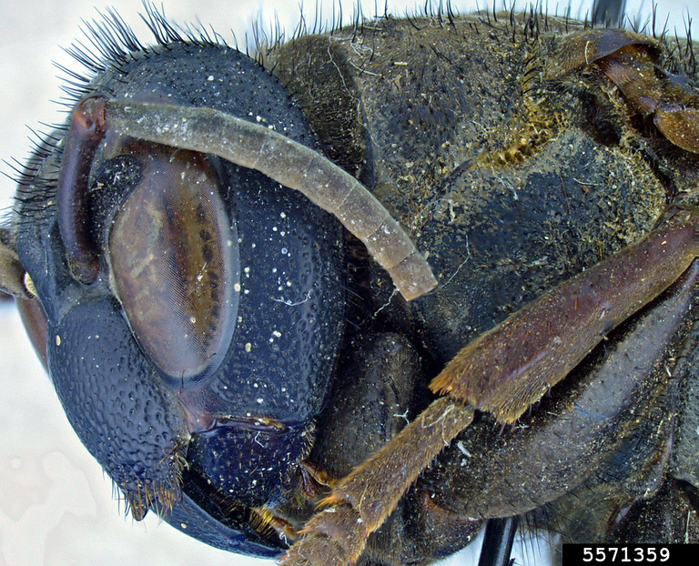 greater banded hornet (Vespa tropica (Linnaeus, 1758))