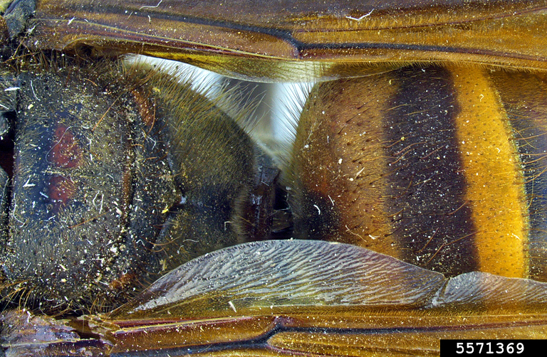 greater banded hornet (Vespa tropica (Linnaeus, 1758))