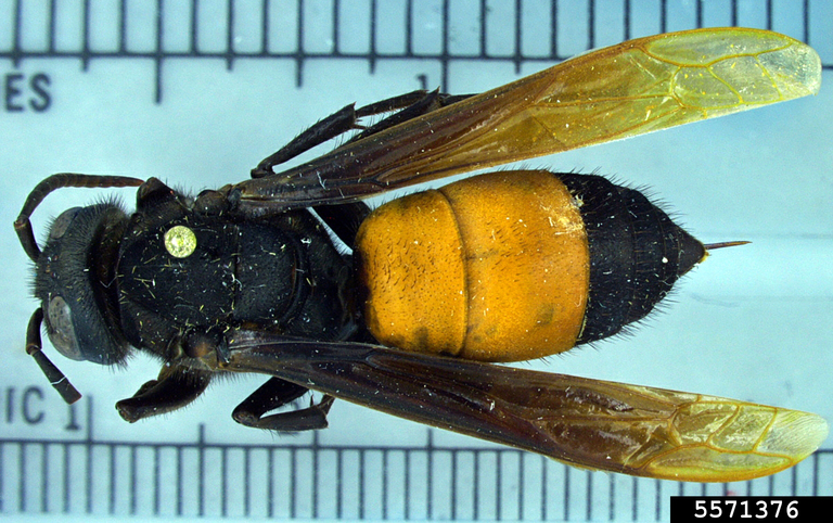 greater banded hornet (Vespa tropica (Linnaeus, 1758))