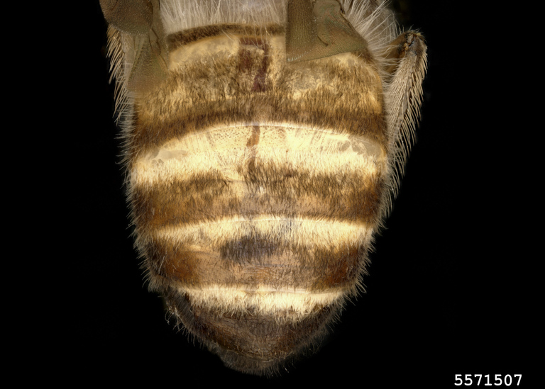 Red hive bee (Apis koschevnikovi)