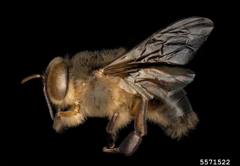 Red hive bee (Apis koschevnikovi Enderlein, 1906)