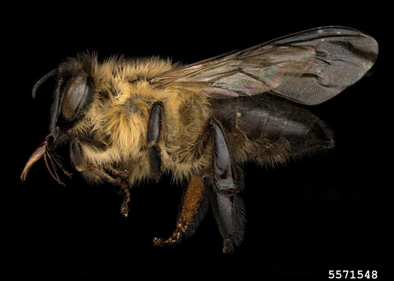 Himalayan honey bee (Apis laboriosa)