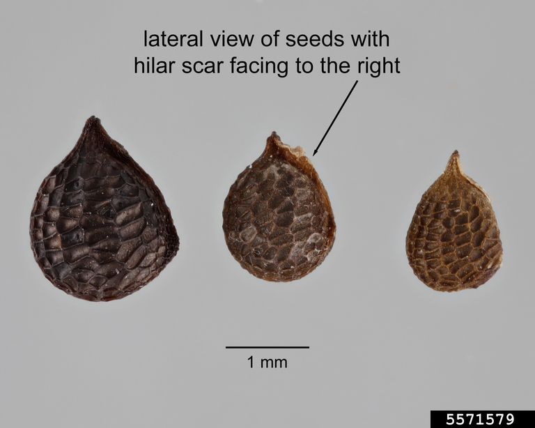 Mexican pricklypoppy (Argemone mexicana L)