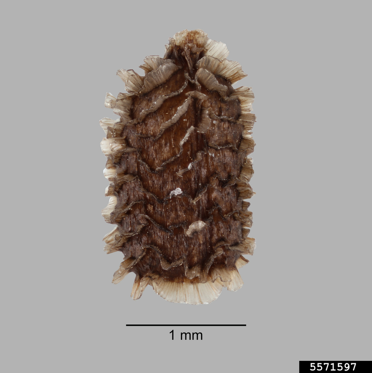 doubtful knight's-spur (Consolida ajacis (L.) Schur)