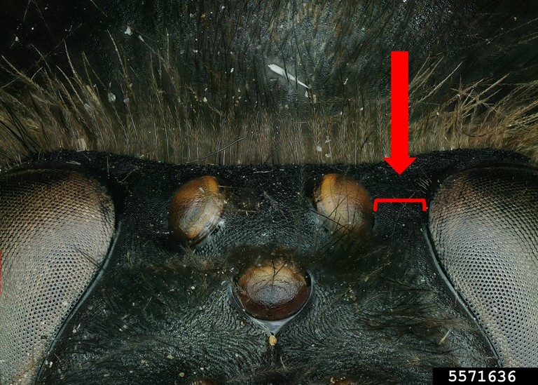 giant honeybee (Apis dorsata)