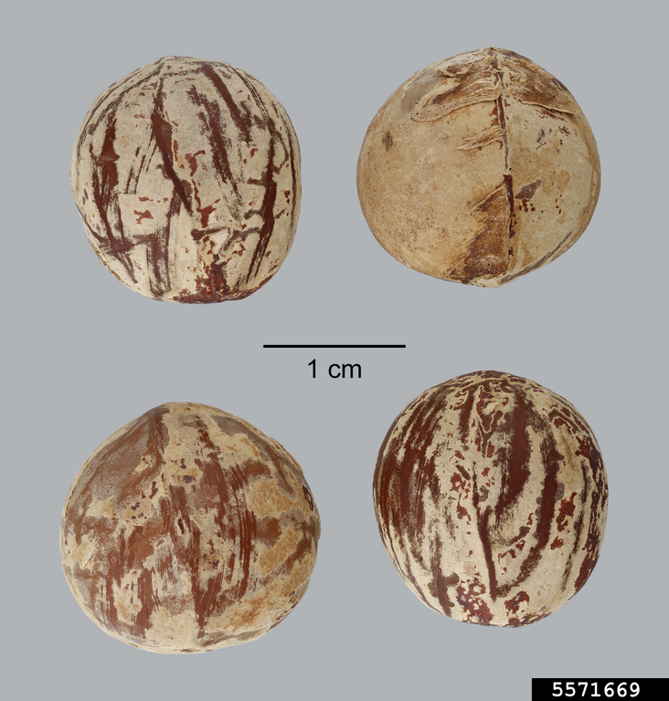 coralbush (Jatropha multifida L.)