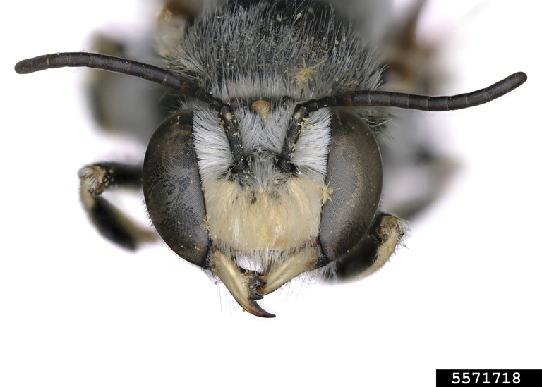 Bee (Anthidium cockerelli Schwarz, 1928)