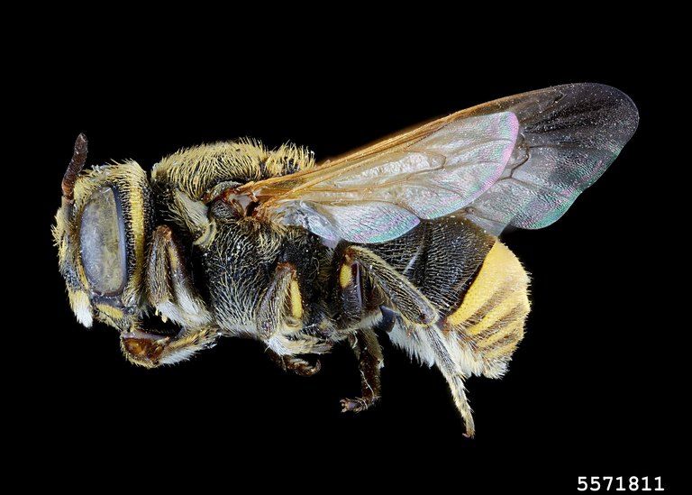 Bee (Hoplostelis bivittata)