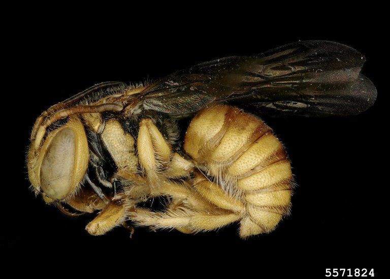 Bee (Hypanthidium magdalenae)