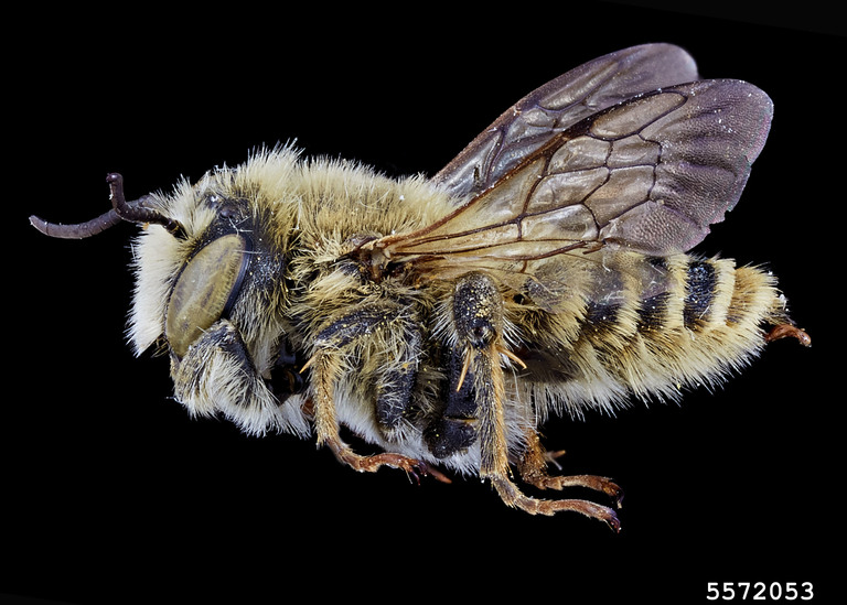 Bee (Lithurgus chrysurus)