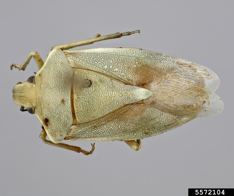 shield bug (Brachynema germarii (Kolenati))
