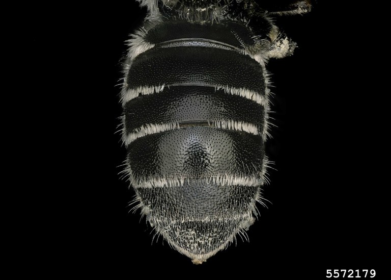 leafcutter bee (Protosmia rubifloris (Cockerell, 1898))