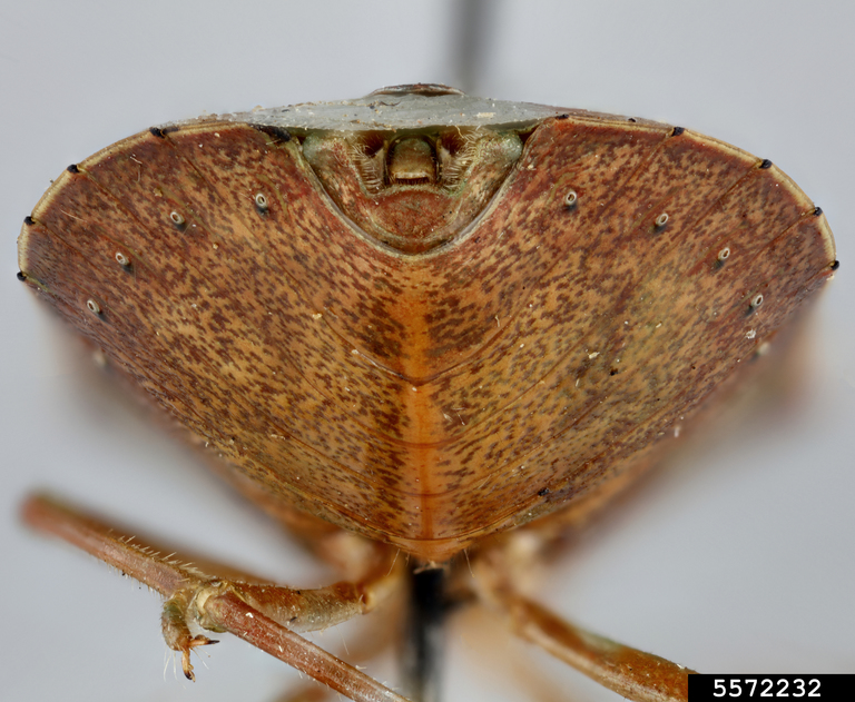 southern green stink bug (Nezara viridula f. torquata Fabricius)